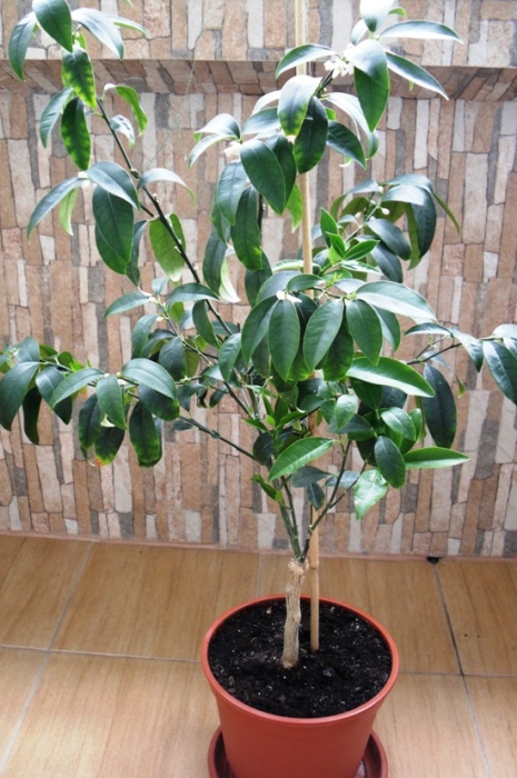 Kumkvát - Citrus japonica